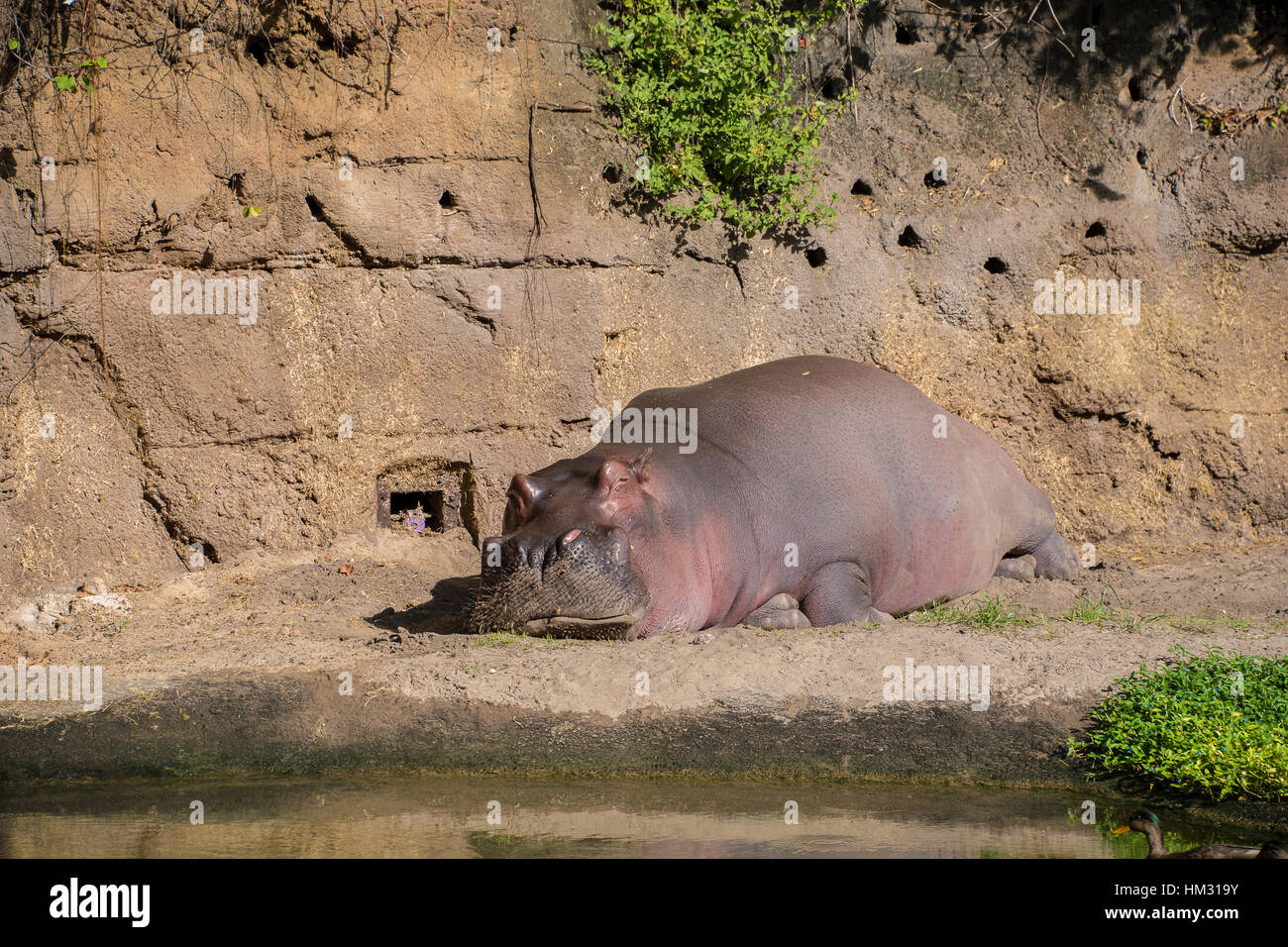 hippopotamus laying on the ground Stock Photo - Alamy