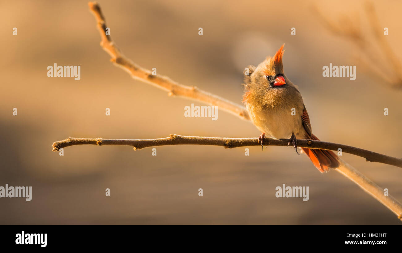 Female cardinal hi-res stock photography and images - Alamy
