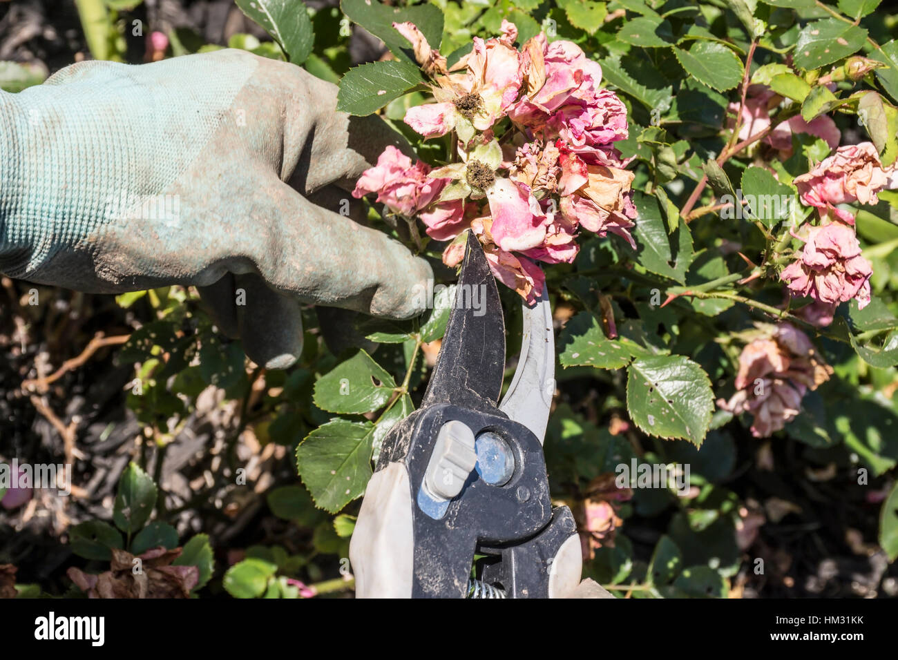 Dead rose bush hi-res stock photography and images - Alamy