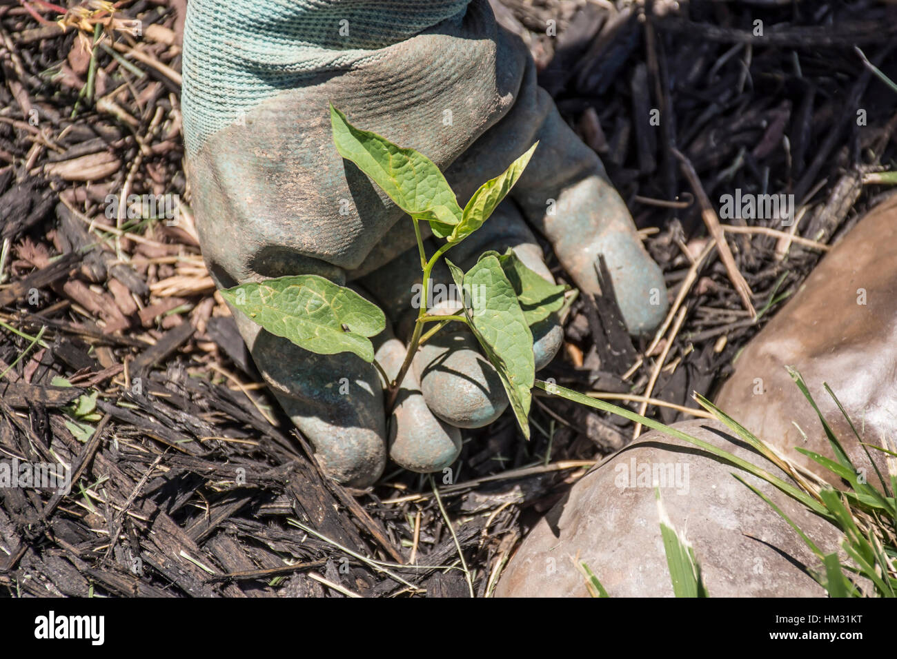 Pulling weeds hi-res stock photography and images - Alamy