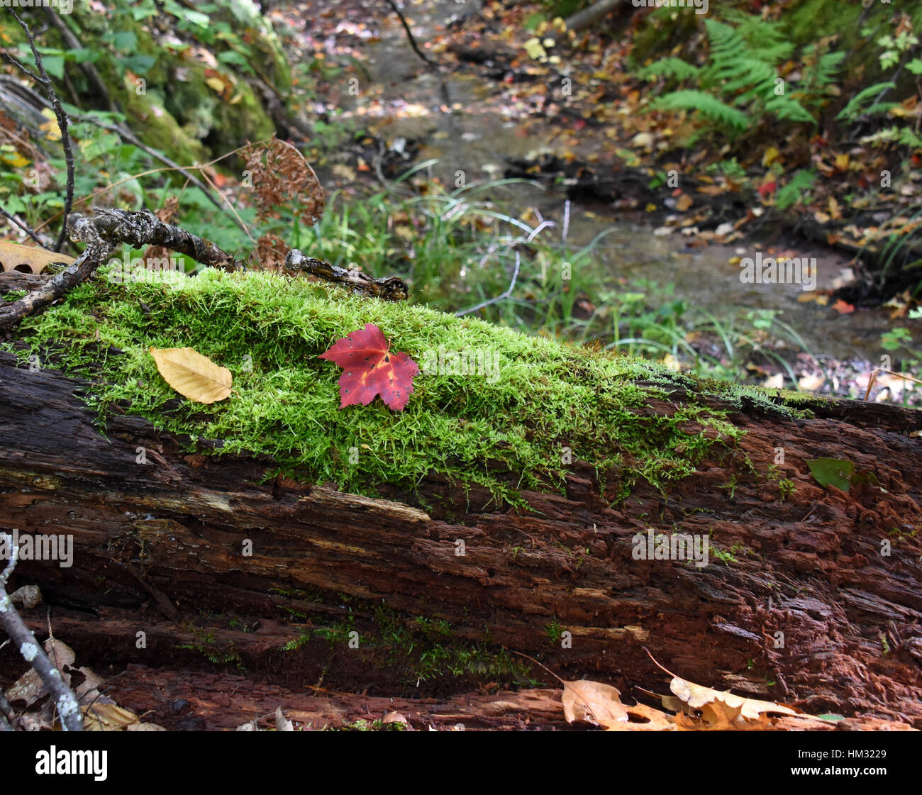 Fern moss fallen tree leaves hi-res stock photography and images - Alamy