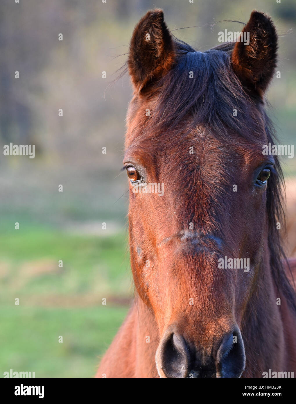 Beautiful horse headshot hi-res stock photography and images - Alamy