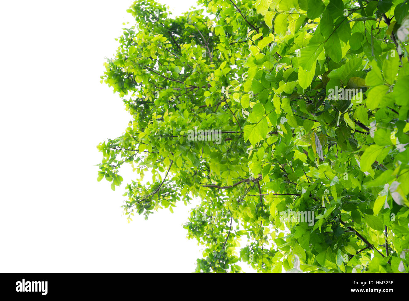 Green forest tree Stock Photo - Alamy