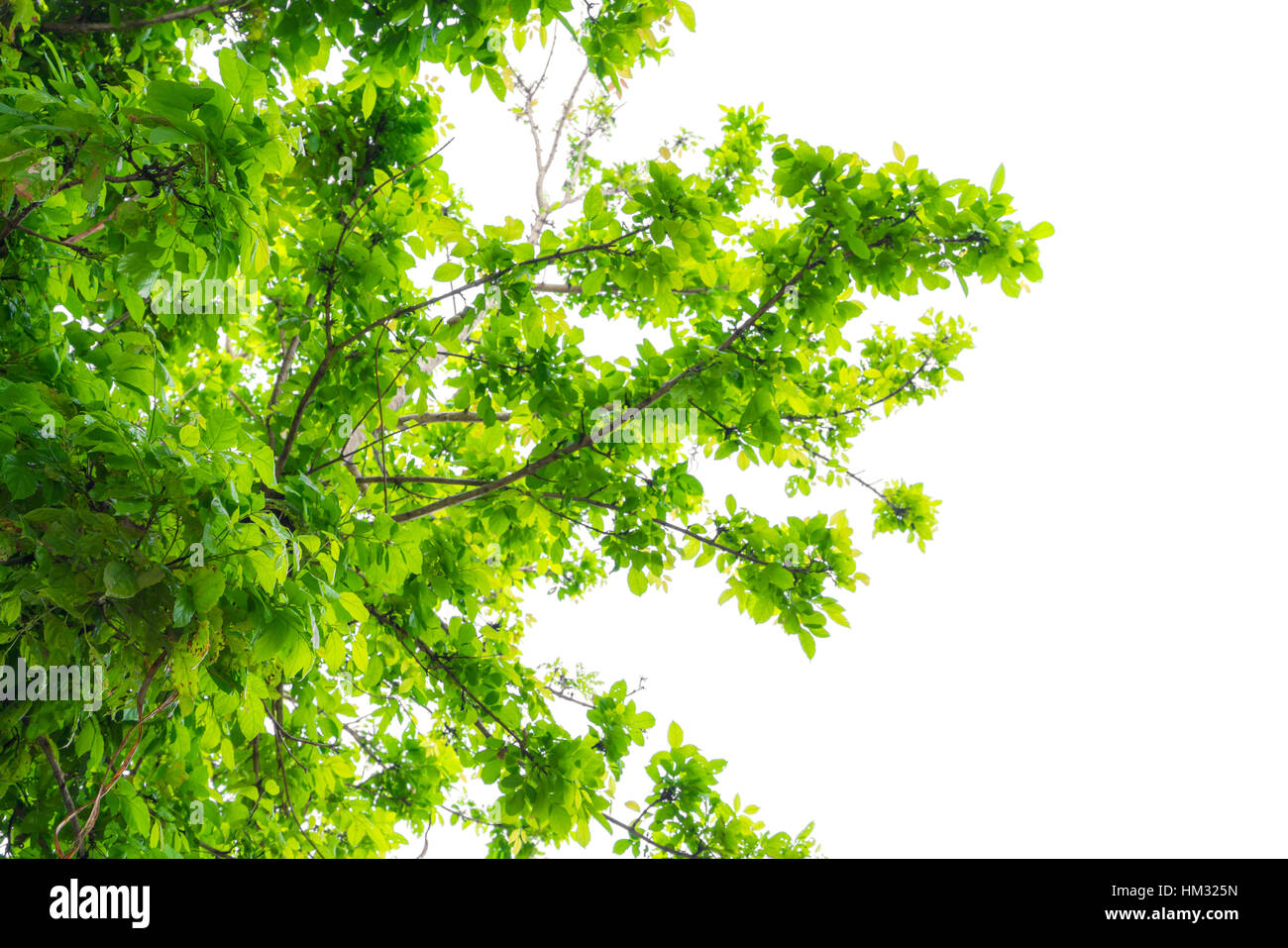 Green forest tree Stock Photo - Alamy