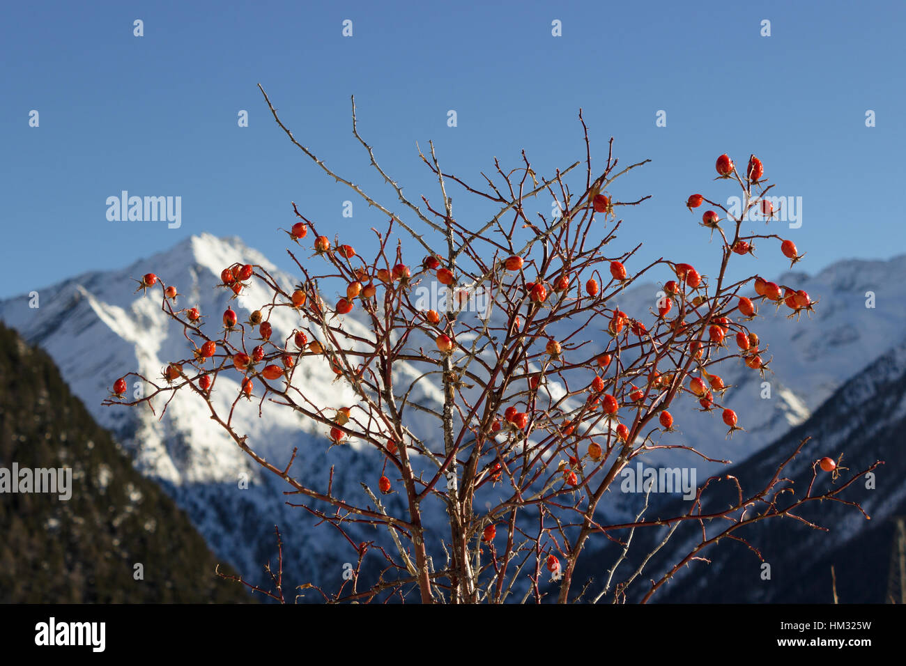 Medicinal plant Rosa Canina (Dog Rose) fruits with mountains as ...