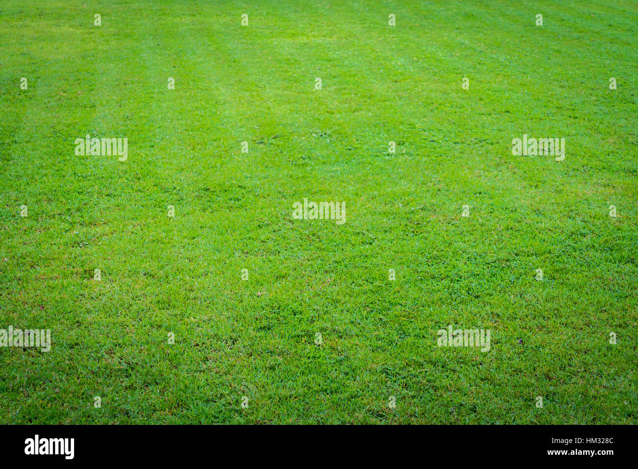 Fresh spring green grass Stock Photo - Alamy