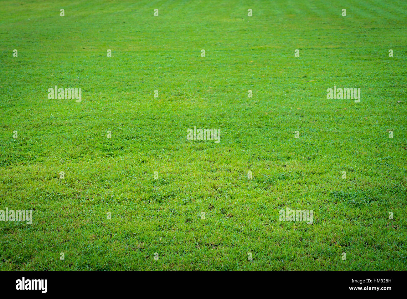 Fresh spring green grass Stock Photo - Alamy