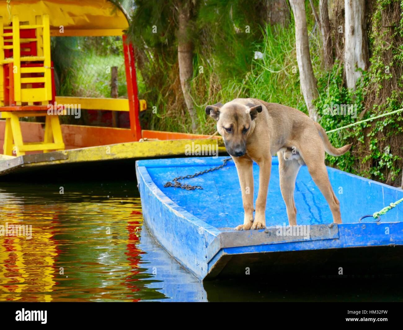 Lake Xochimilco Animals Discover Lake Xochimilco 🌊 | The Magical