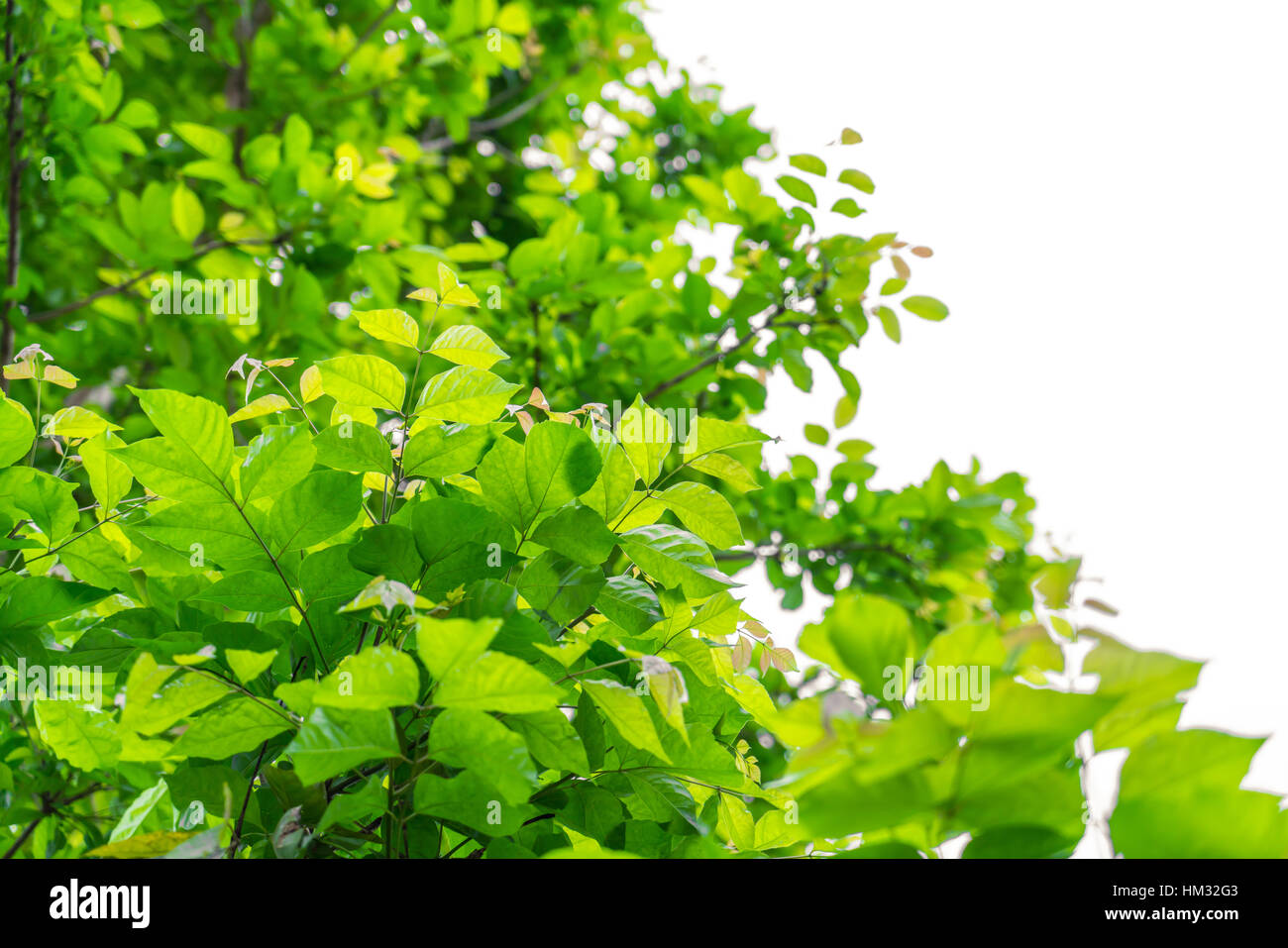 Fresh green leaves Stock Photo - Alamy
