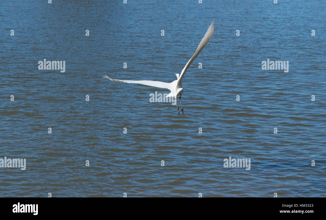 Arizona water fowl hi-res stock photography and images - Alamy