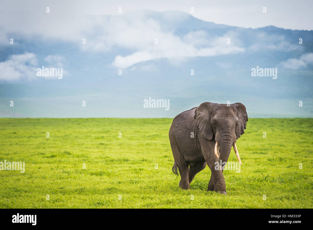 Elephant walking alone through Ngorongoro Crater in Tanzania Stock ...