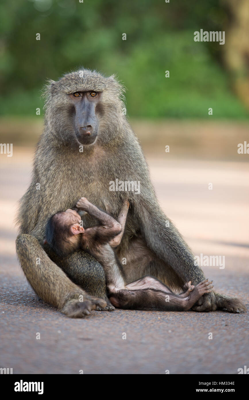 Baby baboon feeding on mother at Ngorongoro national park in Tanzania ...