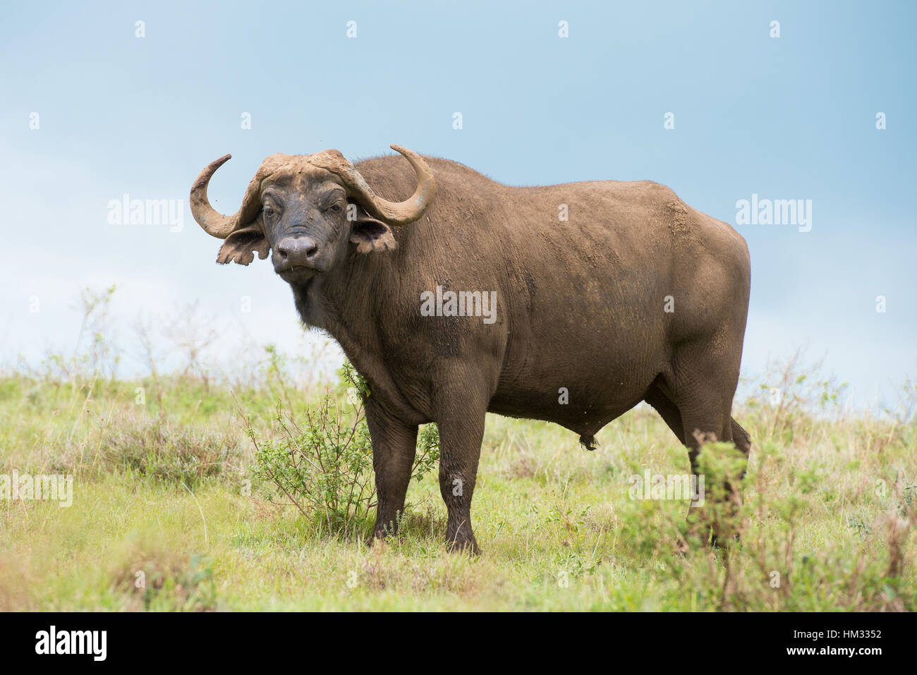 Male Cape Buffalo standing alone looking at camera in Serengeti ...