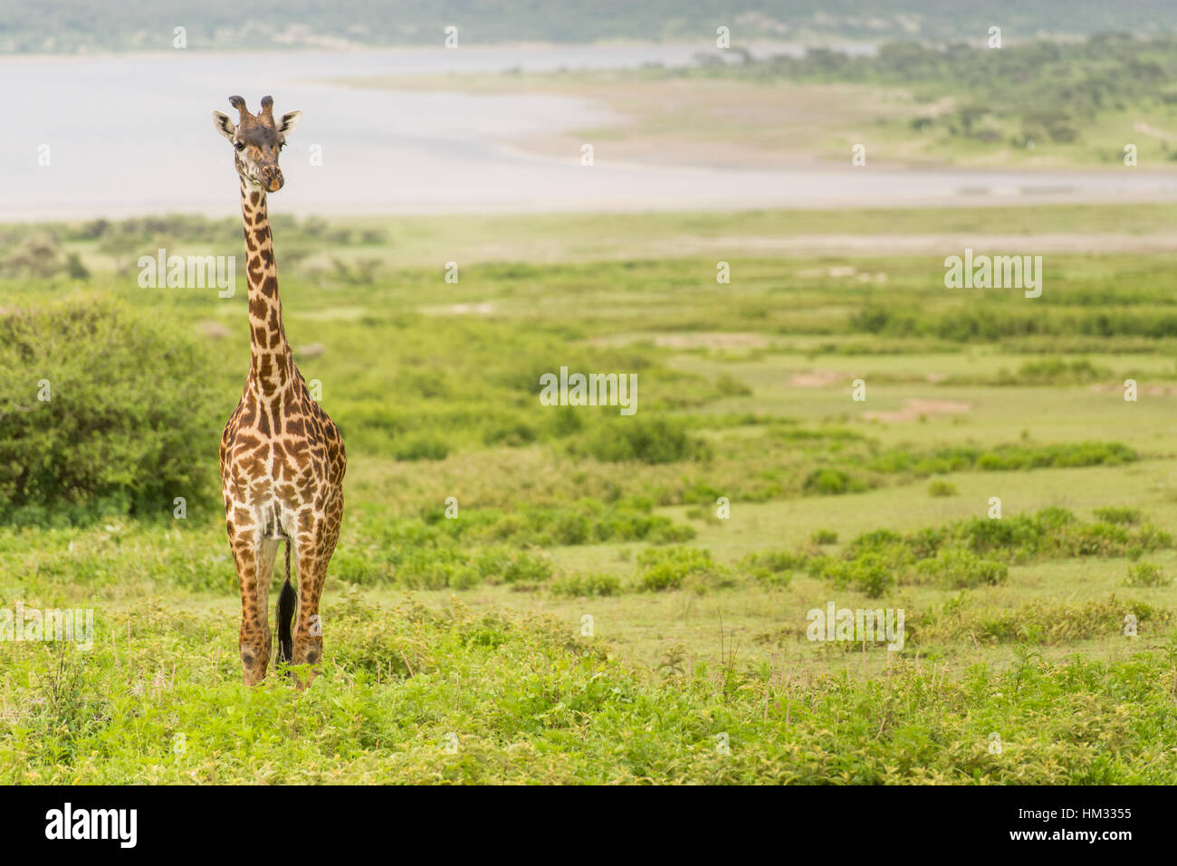 Single giraffe standing in field hi-res stock photography and images ...