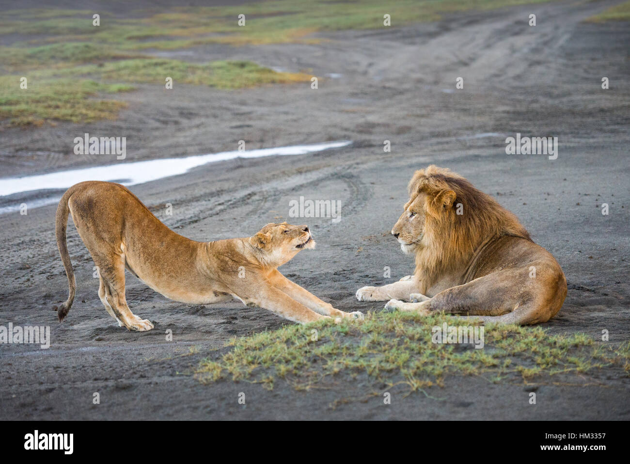 Pair of African mating lions relaxing together in Serengeti plain in ...