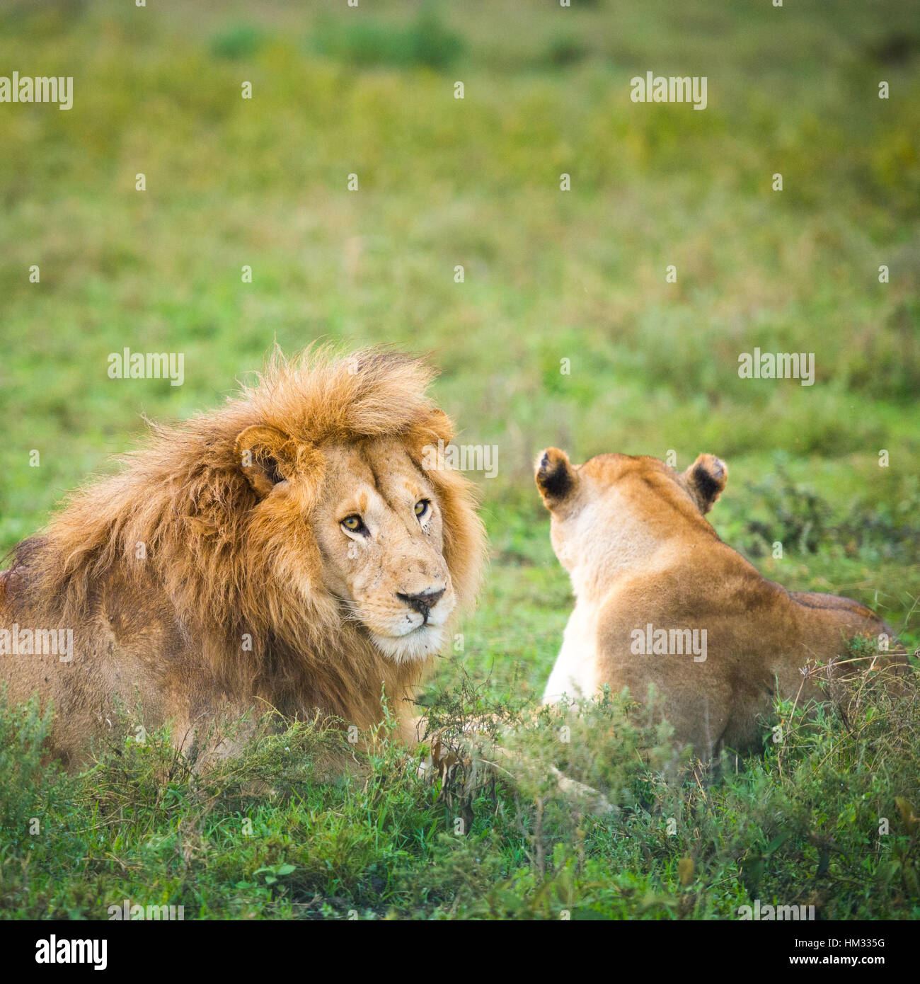 Pair of African mating lions relaxing in the grass of the Serengeti ...