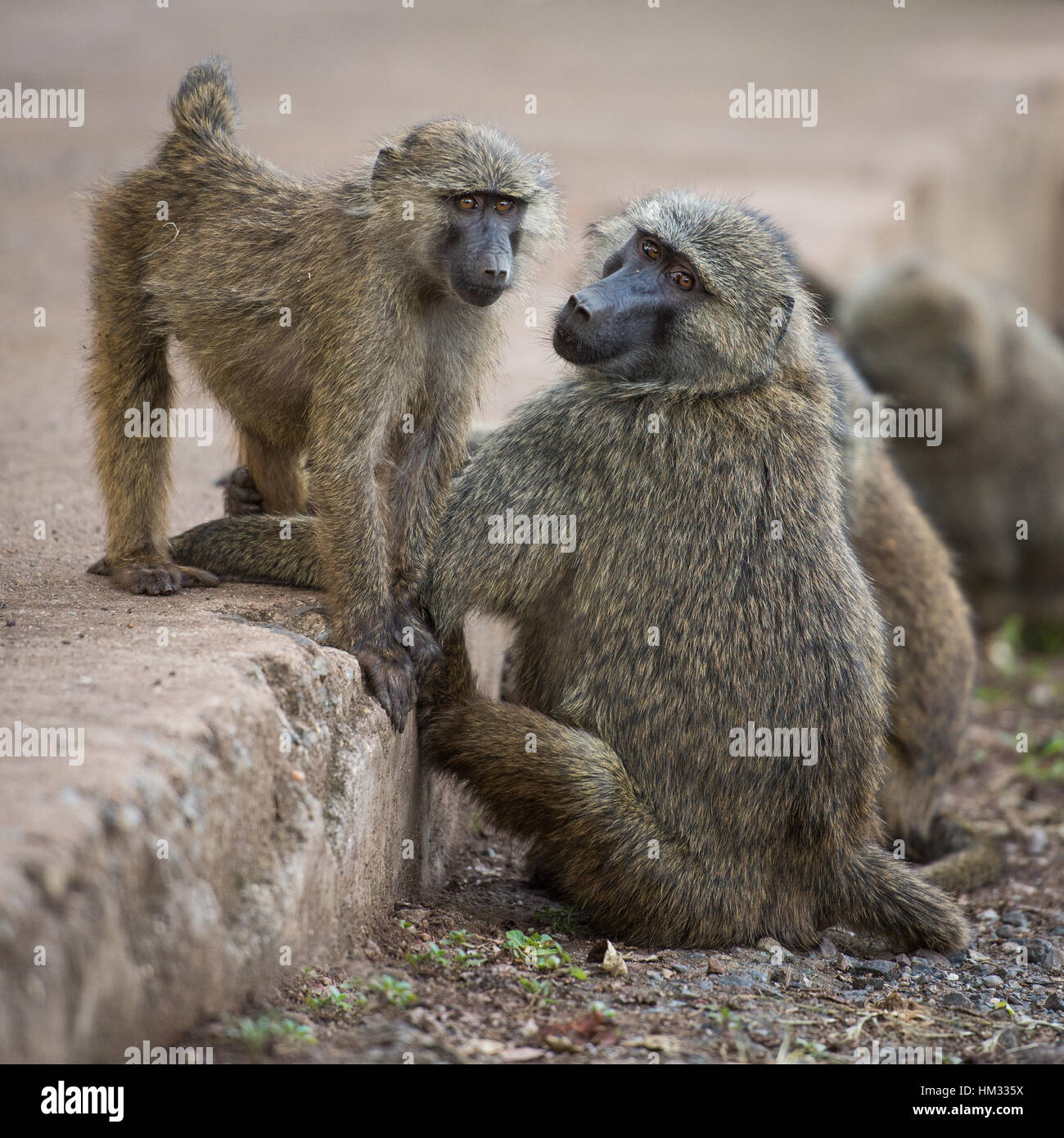 Baboon family lounging together at the entrance of Ngorongoro park in ...