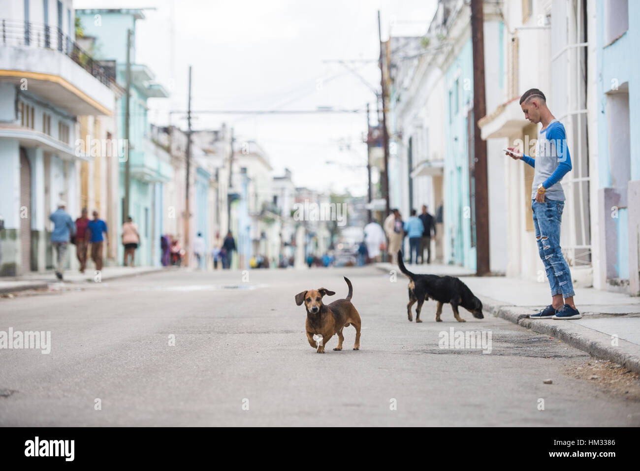 Can You Travel To Cuba With A Dog
