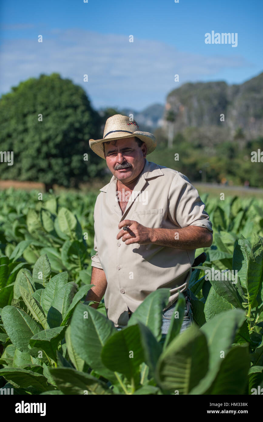 Handsome Cuban tobacco farmer smoking a cigar on his farm in Vinales ...