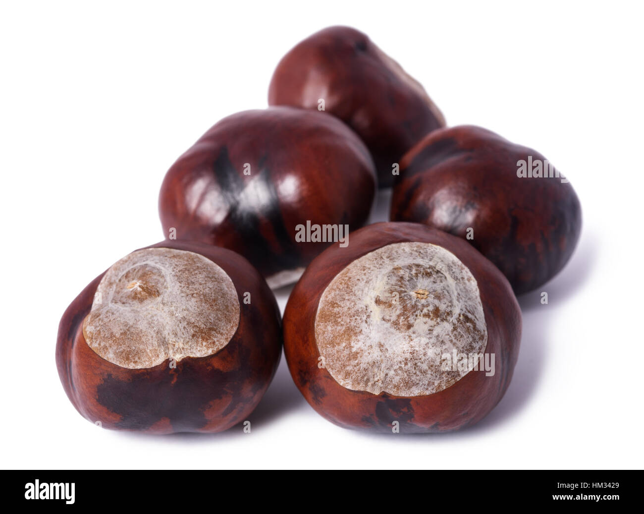 horse-chestnut conkers isolated on white background Stock Photo - Alamy
