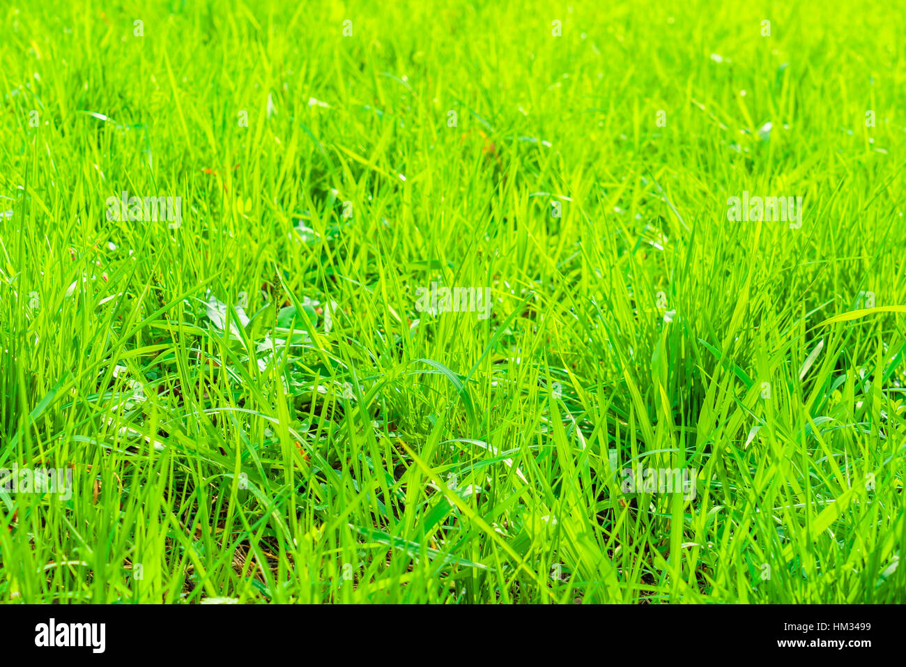 Fresh spring green grass Stock Photo - Alamy