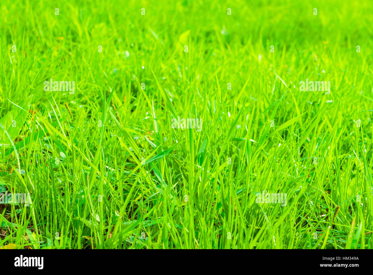 Fresh spring green grass Stock Photo - Alamy