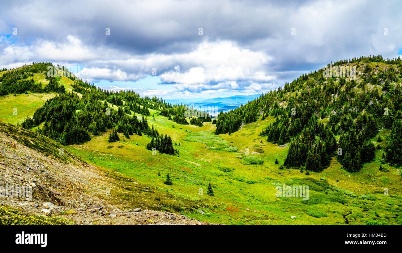 The high Alpine Meadows of Tod Mountain at the village of Sun Peaks in ...