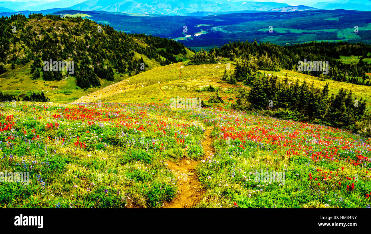 Colorful Wild Flowers in the High Alpine Meadows on Tod Mountain in the ...