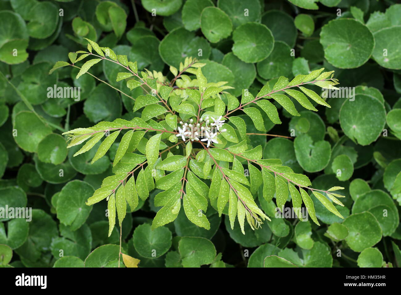 Planting Curry Tree Stock Photos & Planting Curry Tree Stock Images - Alamy