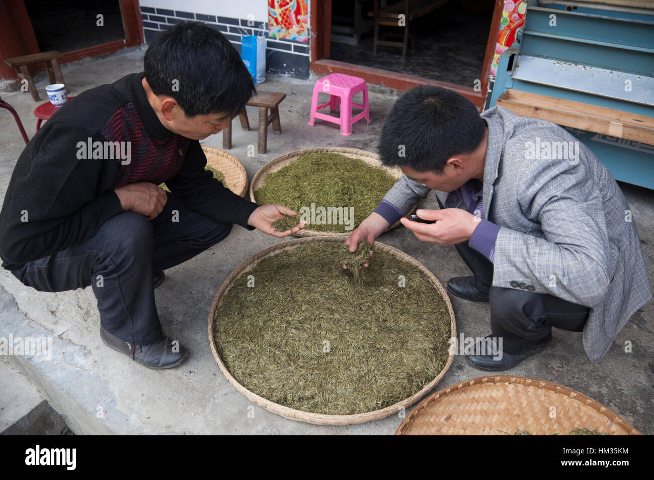 Two tea plantation owners in a village in west China check the ...