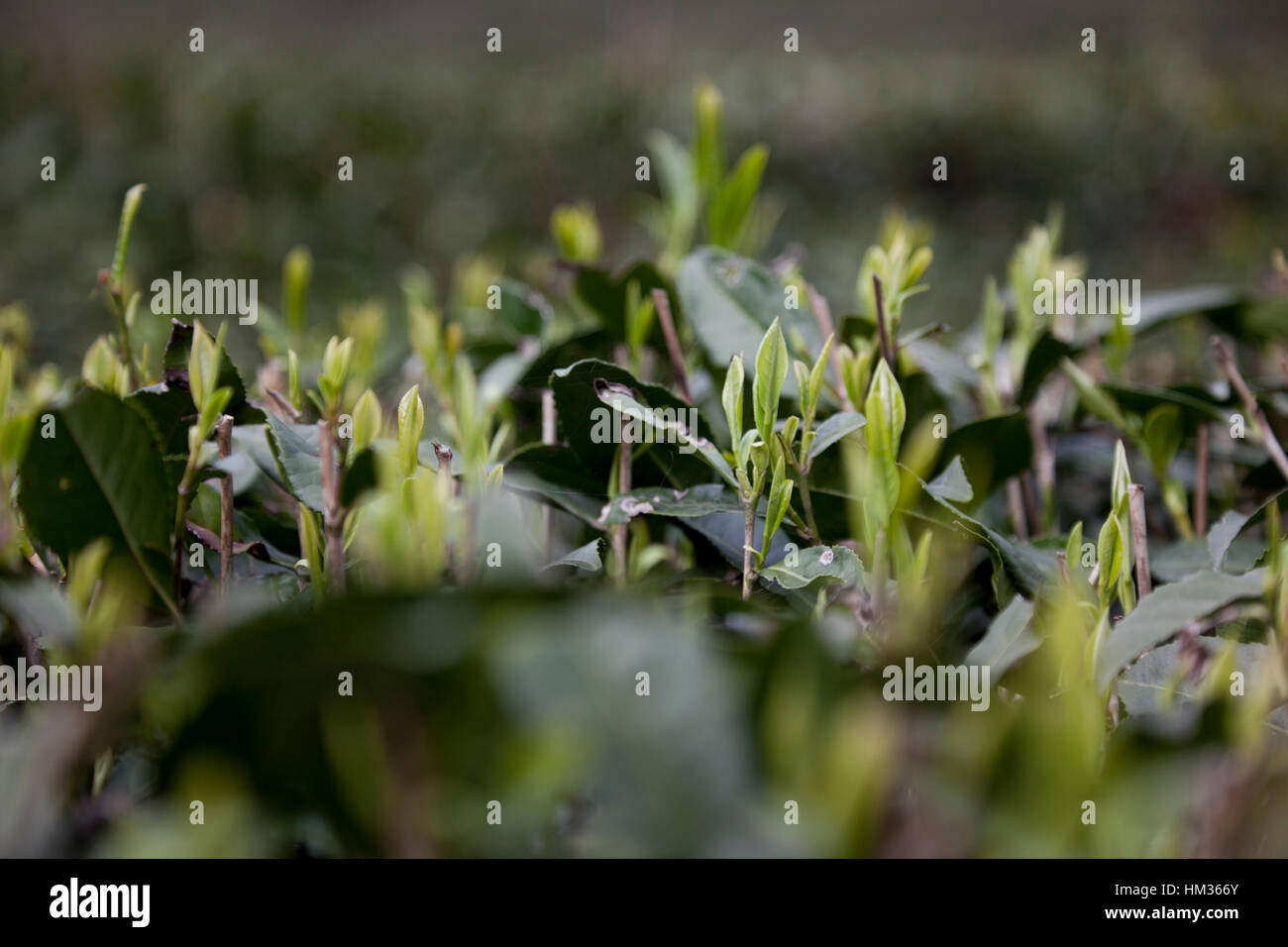 The first tender buds of tea emerge in early spring from tea bushes at ...