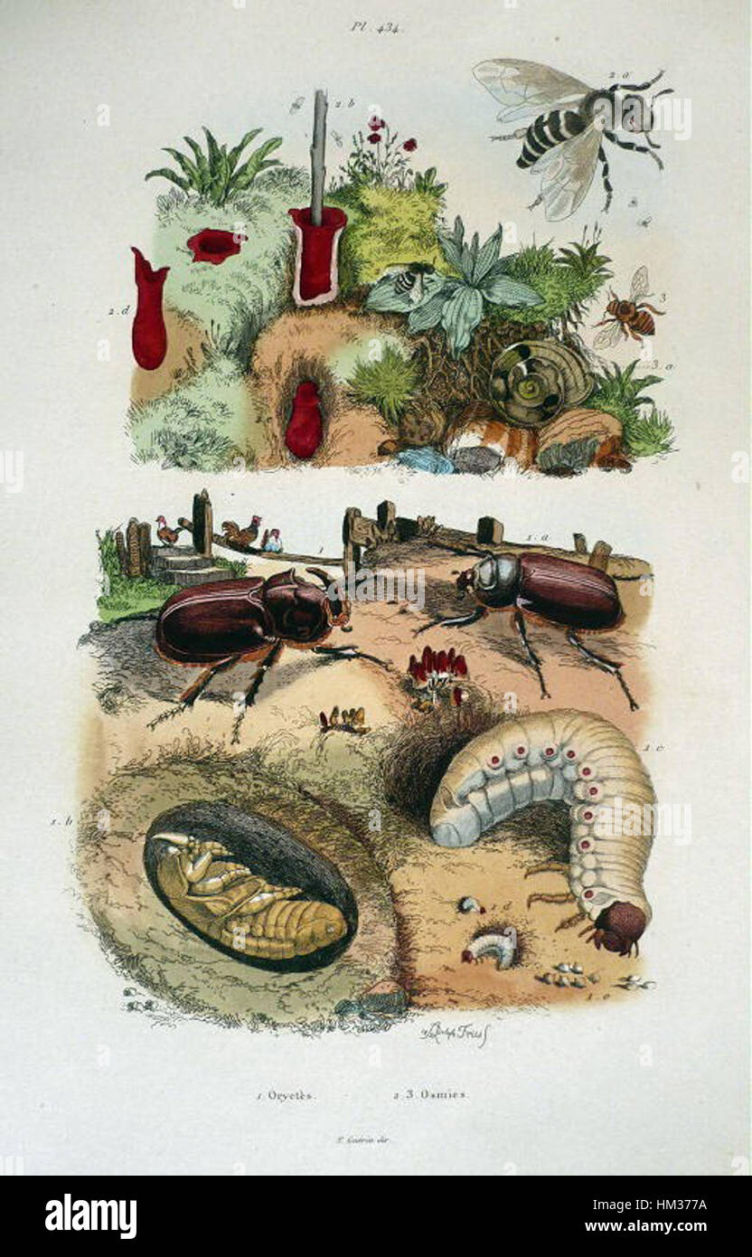 This plate from Guerin's collection illustrates the lifecycle of ...