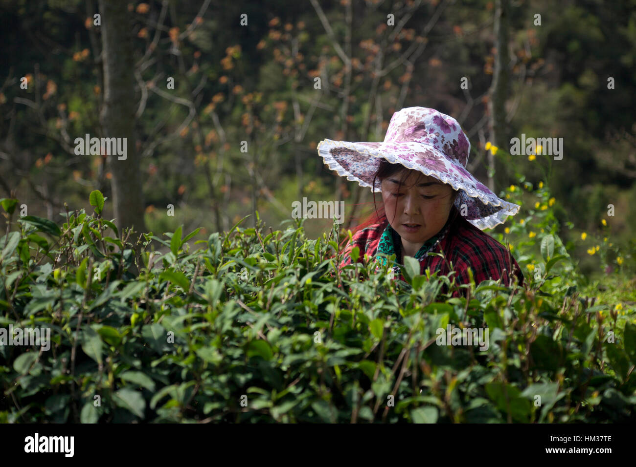 A woman picks tender tea buds during the first tea harvest of the year ...