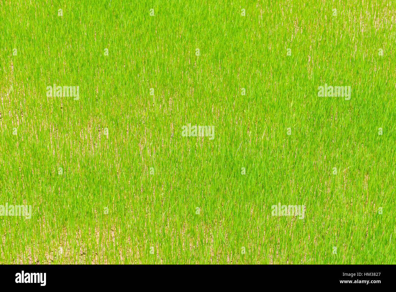 Green rice field Stock Photo - Alamy