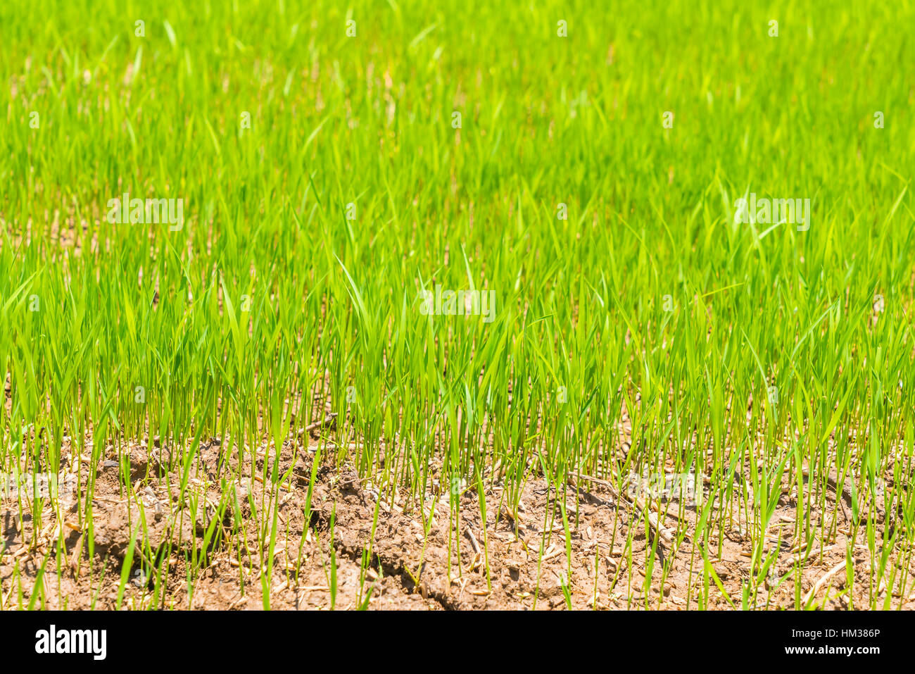 Green rice field Stock Photo - Alamy