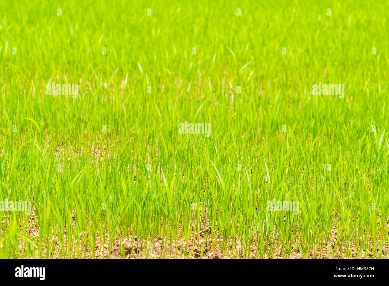 Green rice field Stock Photo - Alamy