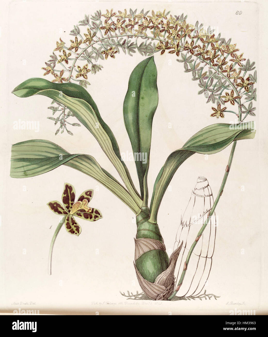 The illustration of Grammatophyllum scriptum var. scriptum, a species ...