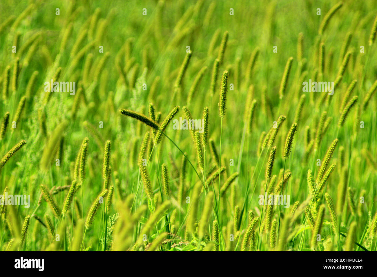 thicket of high green grass on the meadow in the summer Stock Photo - Alamy