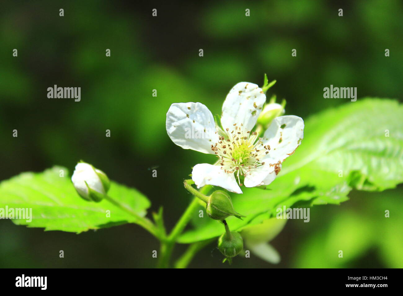 blossoming white flower of wild raspberry in the forest Stock Photo - Alamy