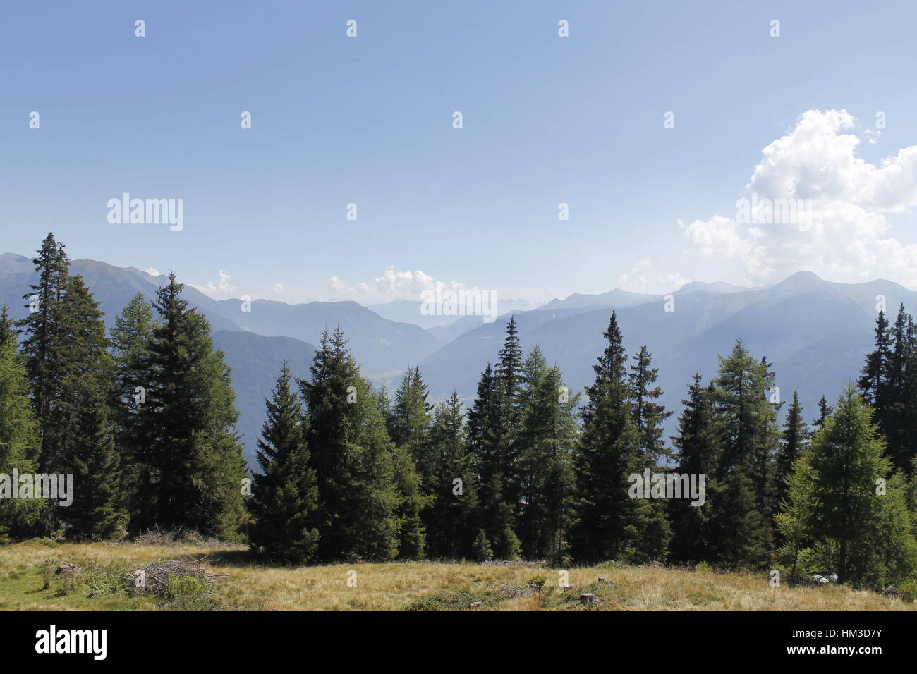 trees in Alps mountains in summer in Italy Stock Photo - Alamy