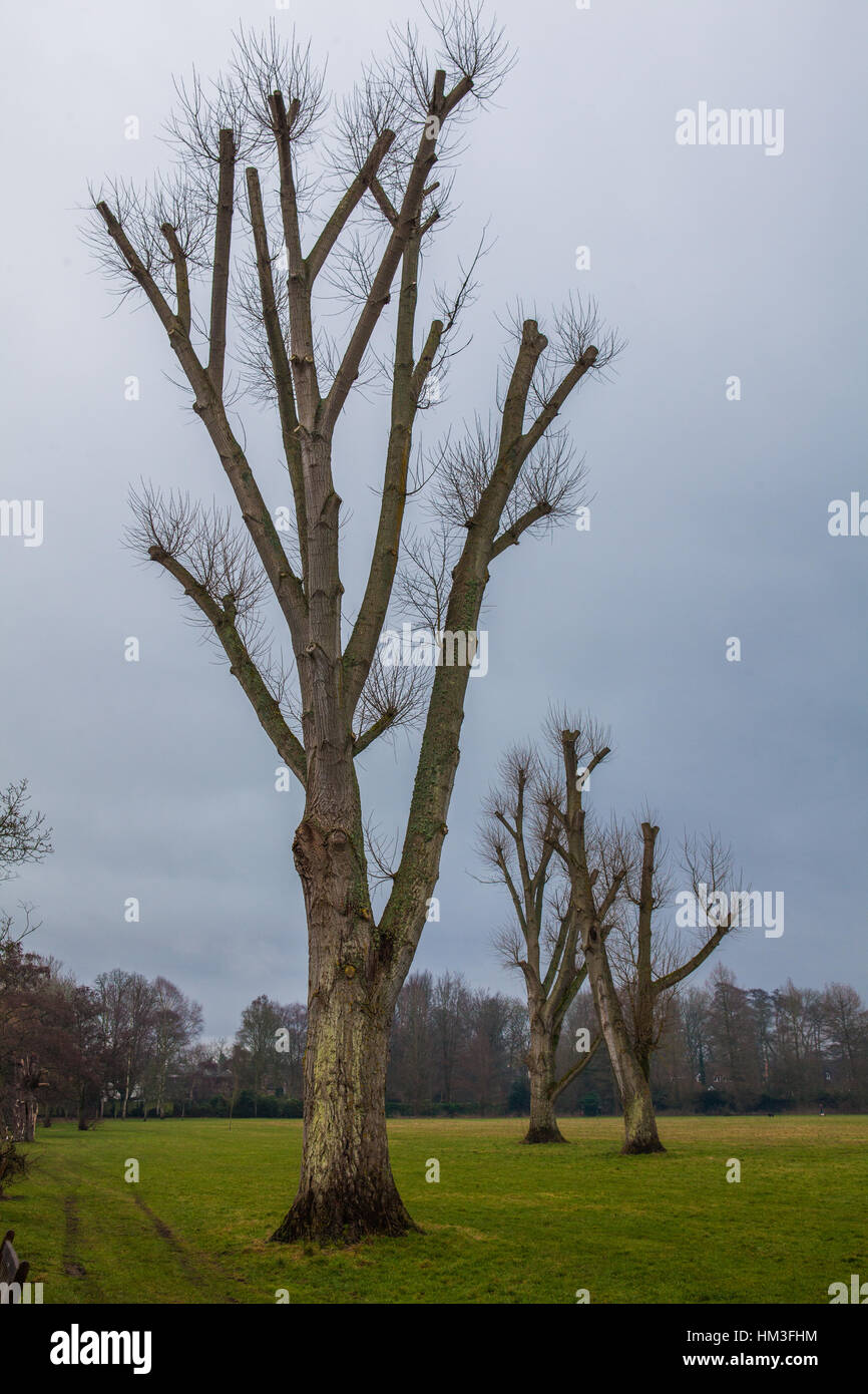 Growth pollard tree hi-res stock photography and images - Alamy