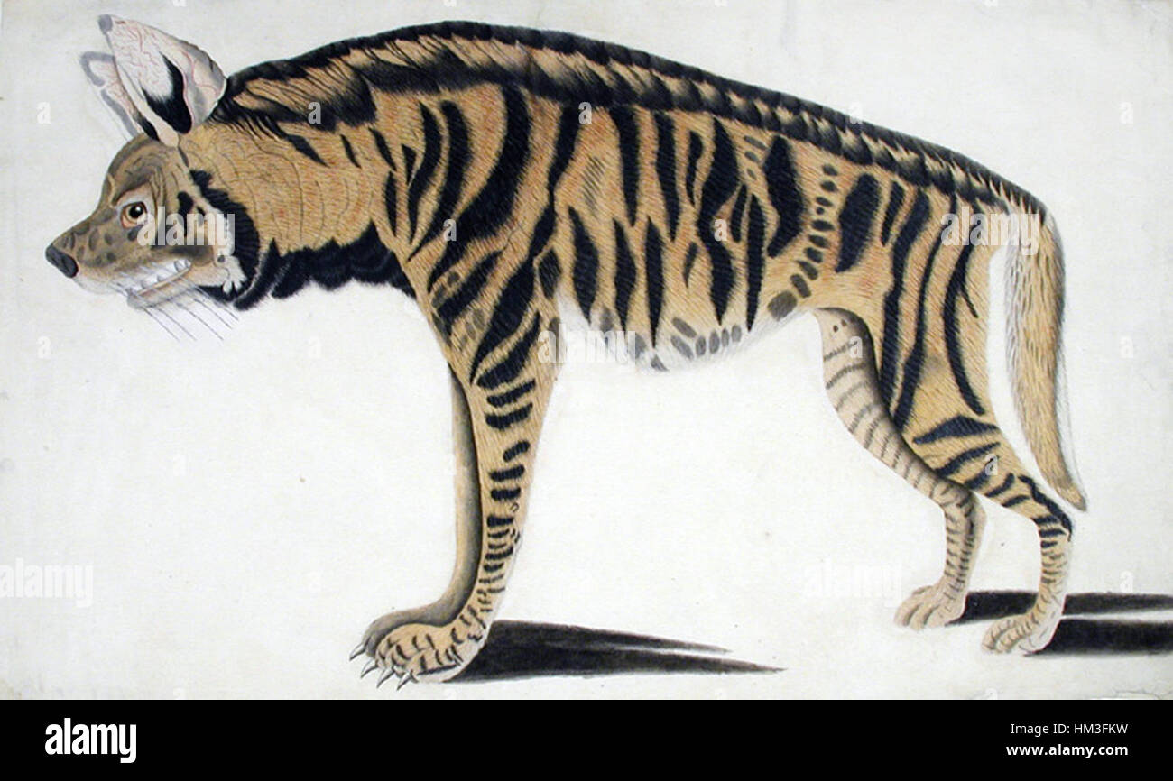This artwork features a depiction of a hyena, created by artist Binney ...