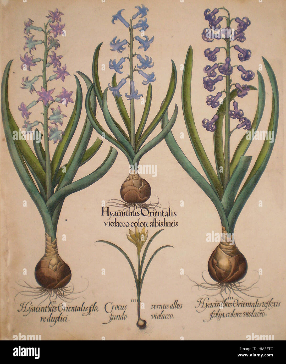 A botanical illustration depicting various species of Hyacinthus ...