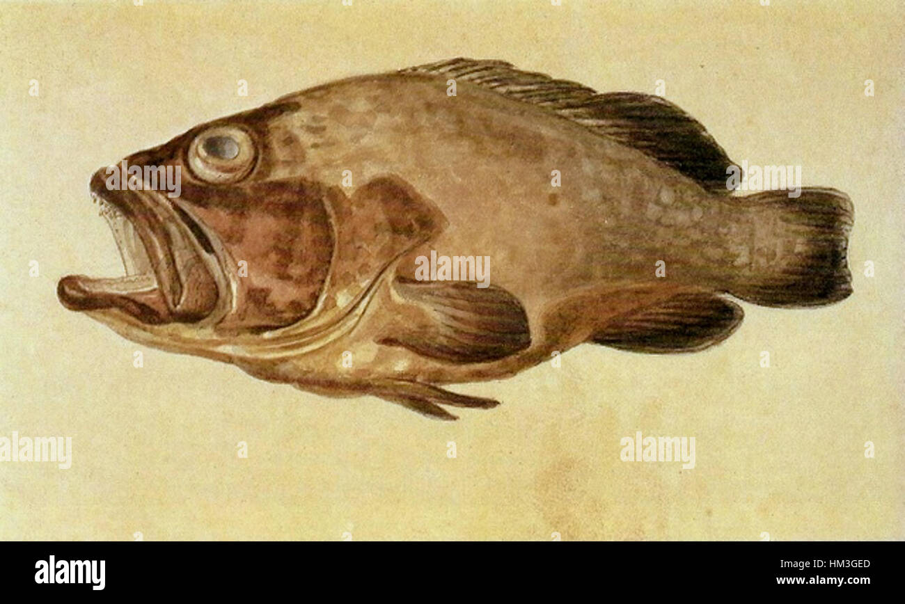 Jean Baptiste Debret's 1826 painting depicts the Brazilian fish species ...