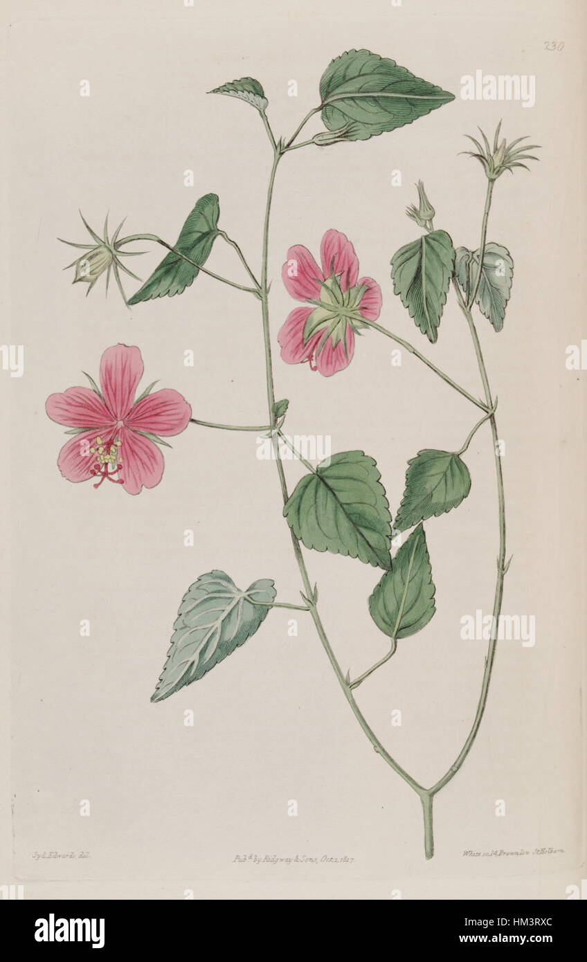 'Hibiscus phoeniceus' from the Botanical Register (1817) is a detailed ...