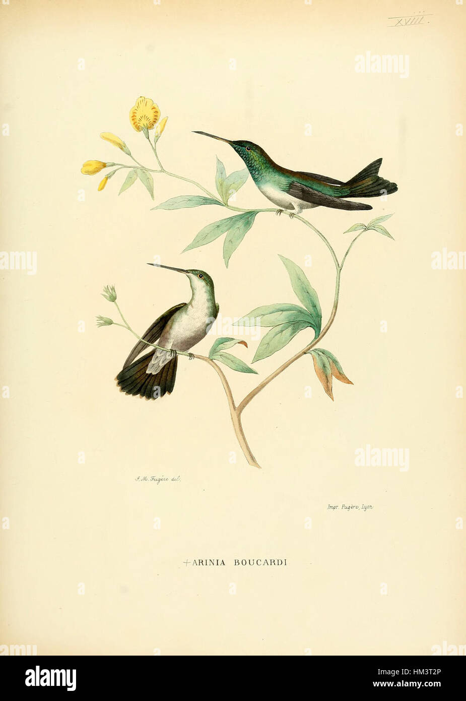 Histoirenaturell00muls 0043 is an illustration from a historical ...