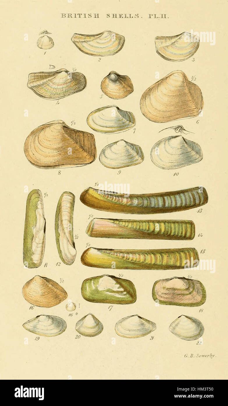 Illustrated Index of British Shells Plate 02 Stock Photo - Alamy