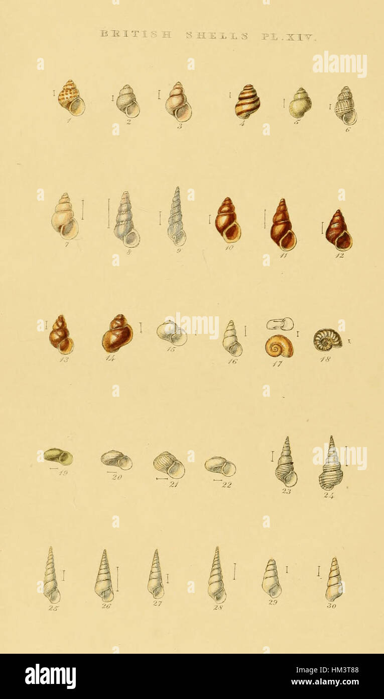 Illustrated Index of British Shells Plate 14 Stock Photo - Alamy
