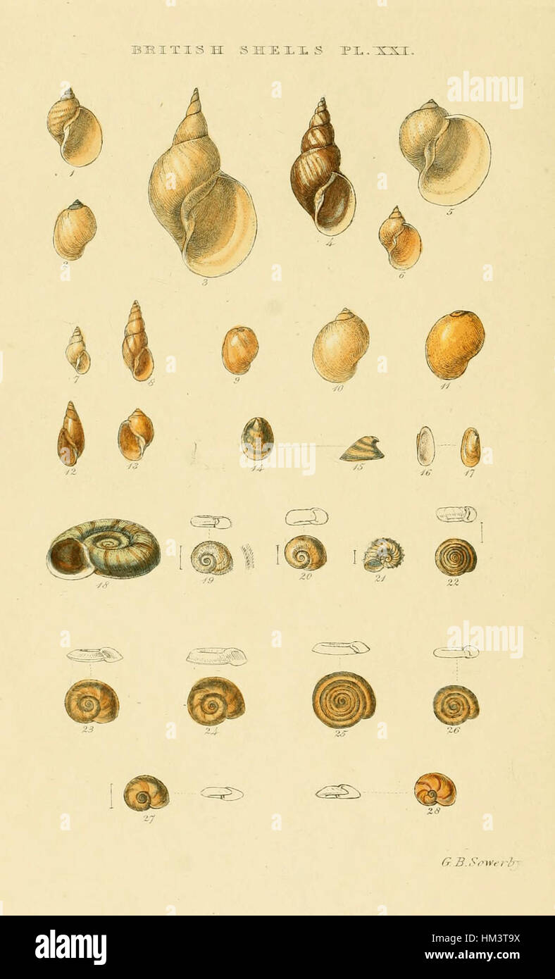 Illustrated Index of British Shells Plate 21 Stock Photo - Alamy