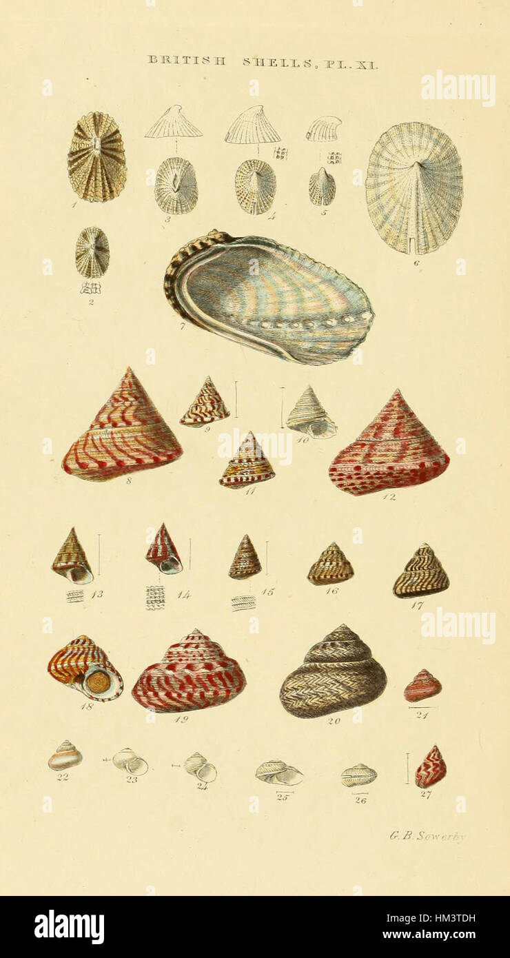 Illustrated Index of British Shells Plate 11 Stock Photo - Alamy